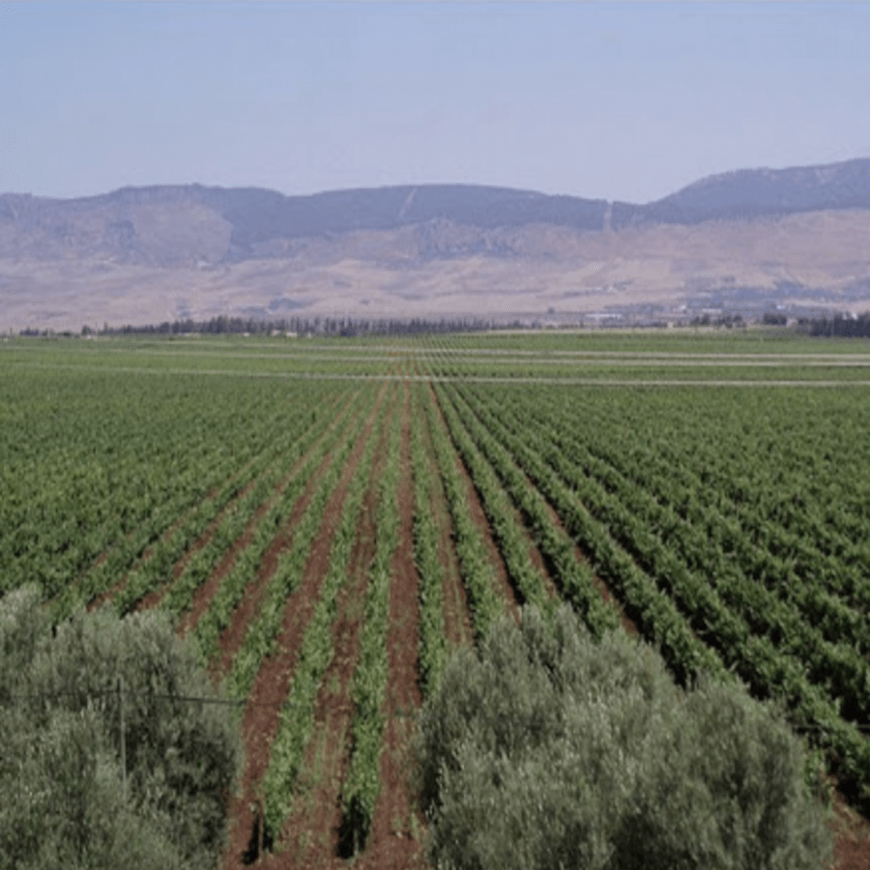 Moroccan Wine & Vineyards, Wine & Food Tasting Morocco - Morocco Travel ...