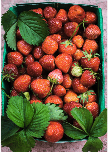 Morocco's 2019 Strawberry Festival To Reach 200,000 Tons - Morocco ...