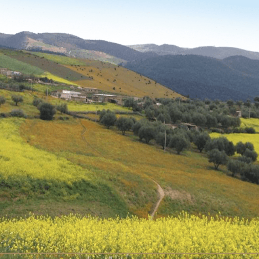 Morocco's Top Vineyards and Wine History - Morocco Travel Blog