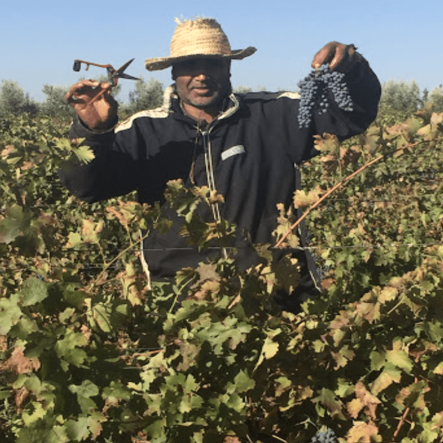 Morocco's Top Vineyards and Wine History - Morocco Travel Blog